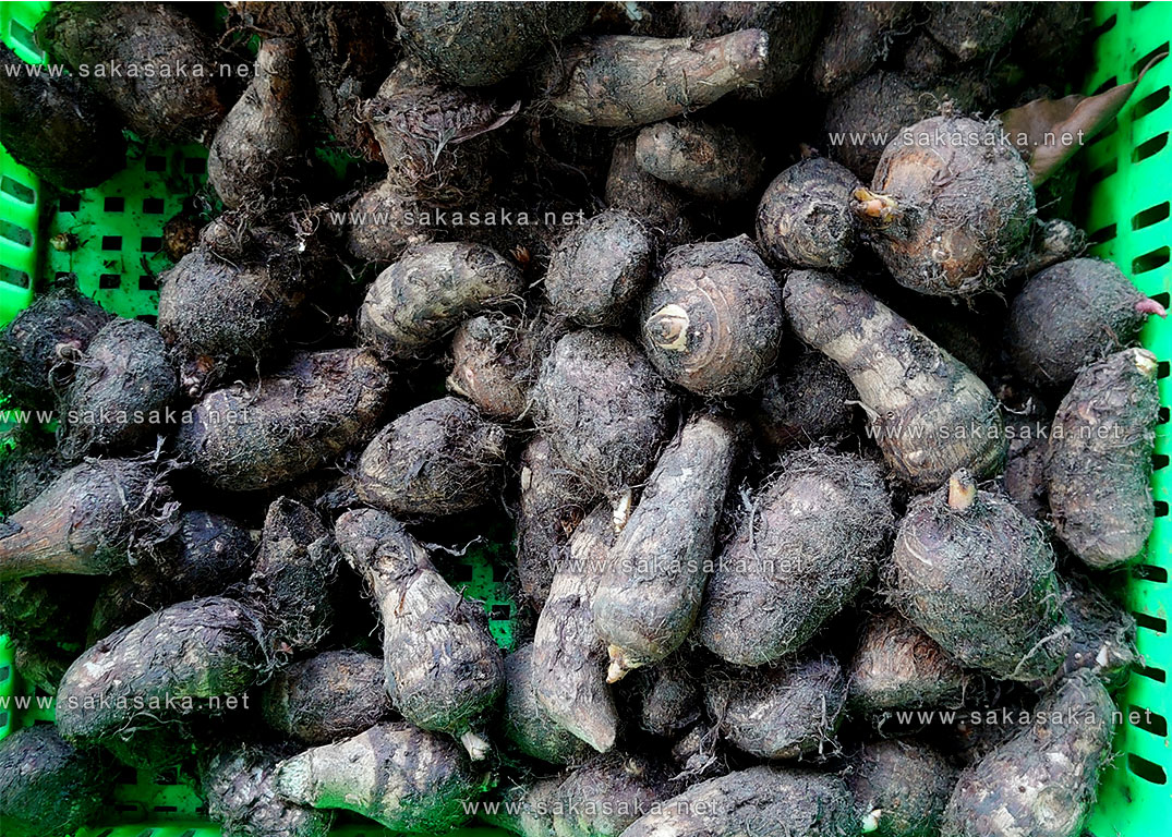 Frozen Cocoyam (Small Taro) - Food Supplier | SakaSaka.net