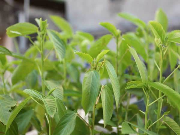 Saluyot Leaves (jute leaves) Benefits