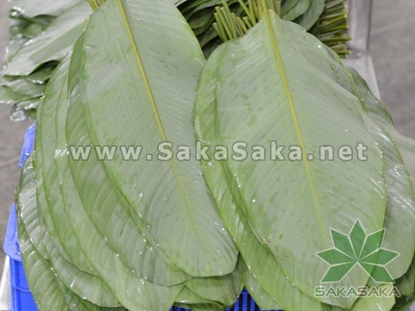 Frozen Dong Leaves Supplier From Vietnam - SakaSaka.net