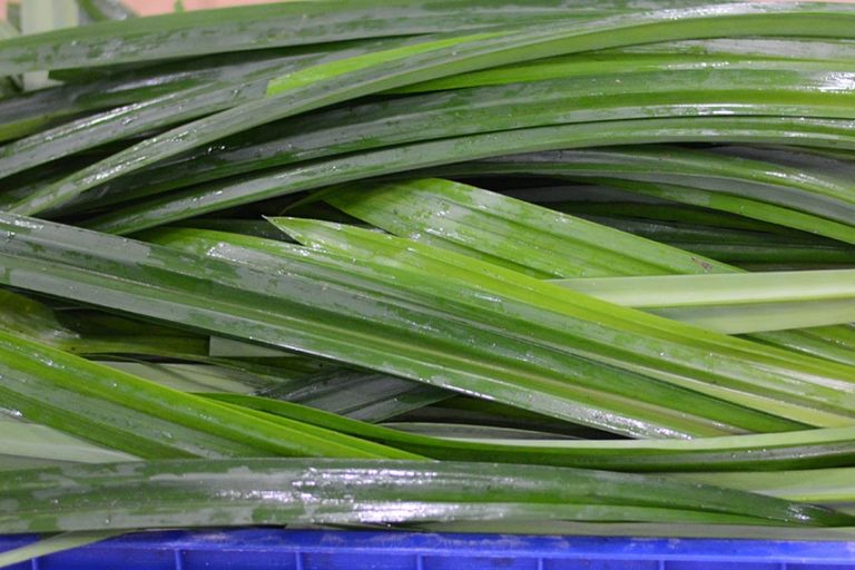 Frozen Pandan Leaves Supplier From Vietnam - SakaSaka