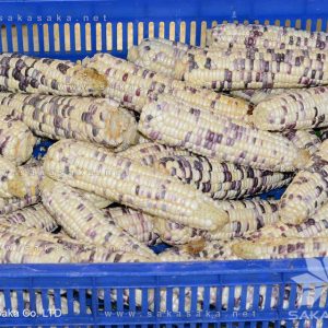Frozen White Sticky Corn - Food Supplier | SakaSaka.net