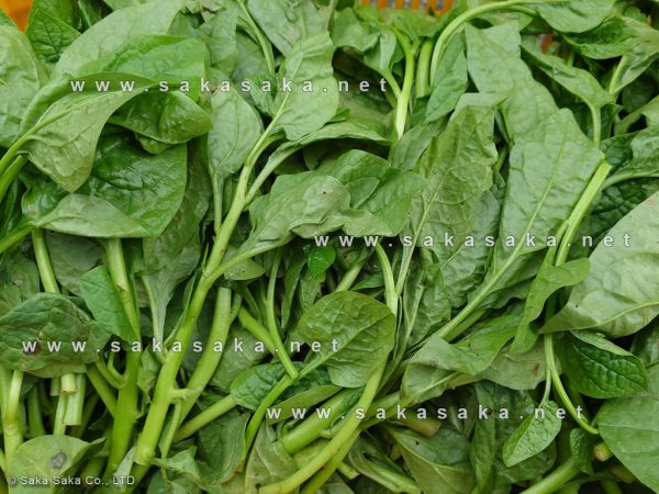 Frozen Malabar Spinach ( WaterLeaf ) - Food Supplier | SakaSaka.net